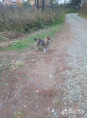 Помесь Лайки