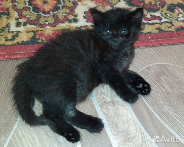 Котенок девочка черного окраса