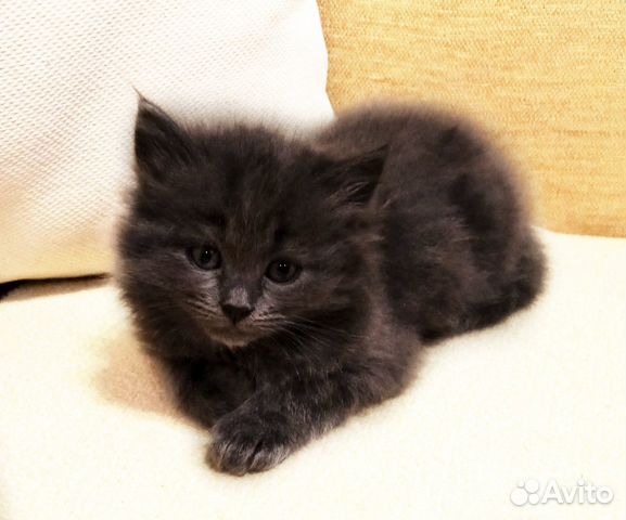 Котенок Шартрез метис 1.5 мес