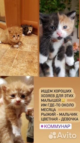 Котята