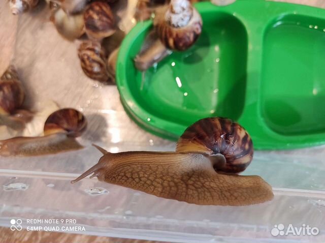 Улитки ахатины