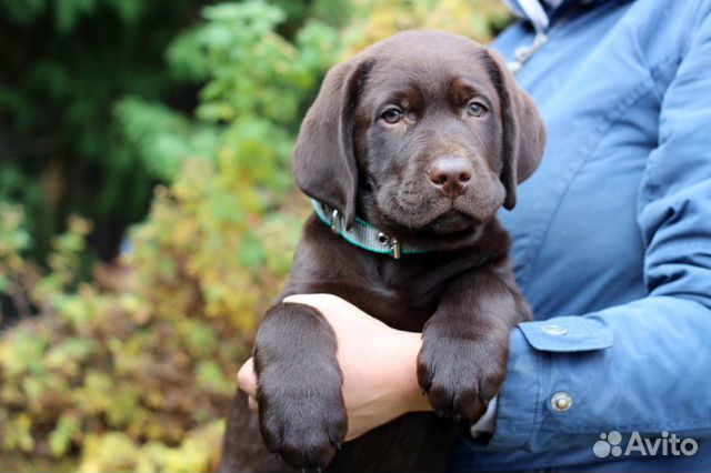 Лабрадор шоколадного цвета РКФ