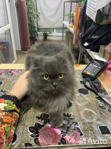Кошарик