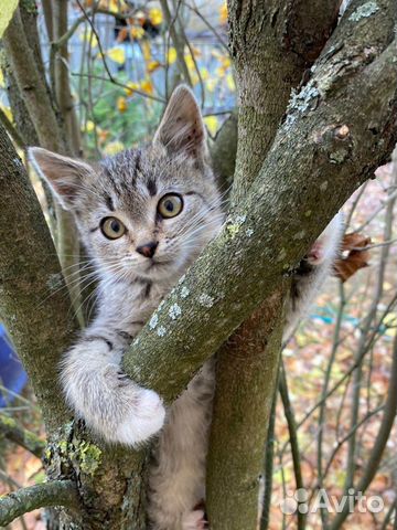 Котенок