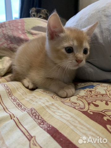 Котёнок шотландец