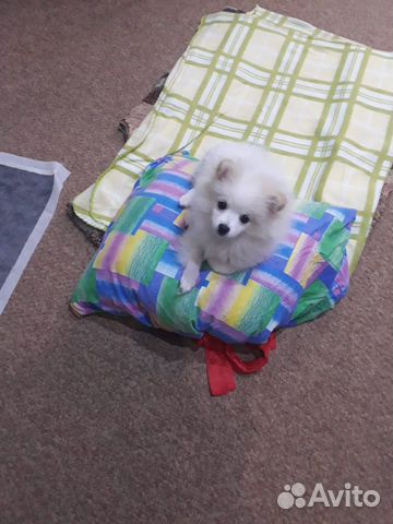 Щенок померанского шпица