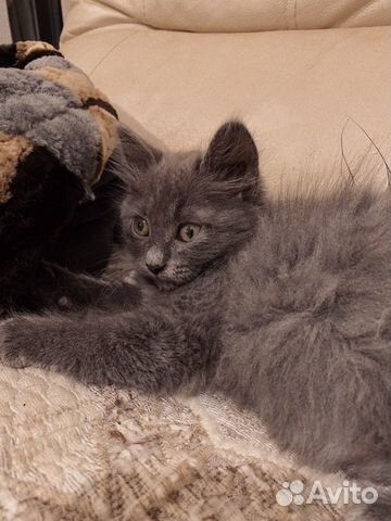 Котёнок в добрые руки)