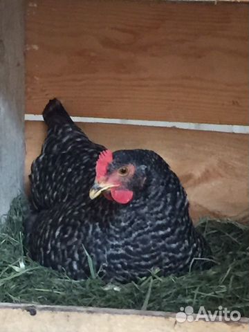 Курицы несушки