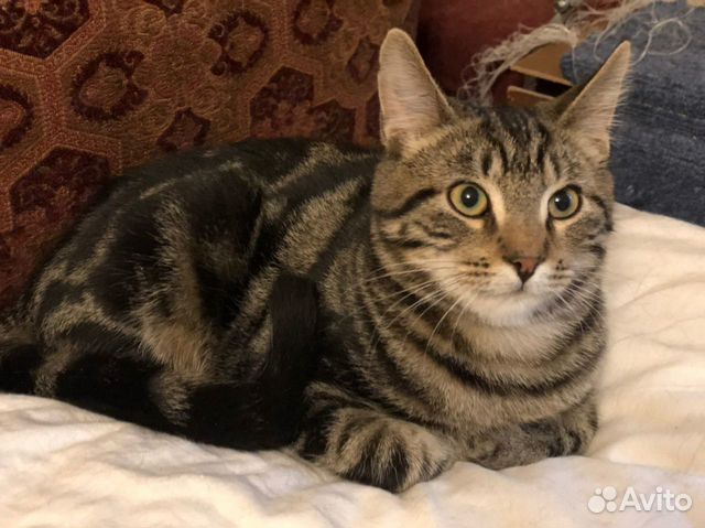 Мраморный мальчик Фомка 4,5-5 мес ищет свой дом