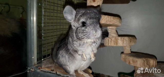 Шиншилла носитель ангоры