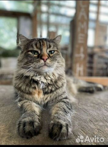 Шикарная Плюша в добрые руки