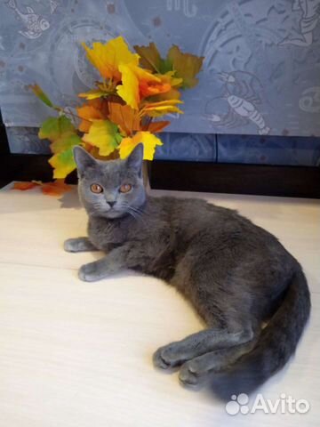 Кортезианская кошка породы Шартрез