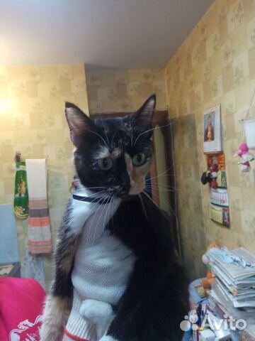 Воспитанная кошечка уникального окраса ищет дом