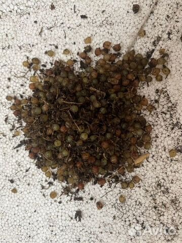 Коконы дендробены