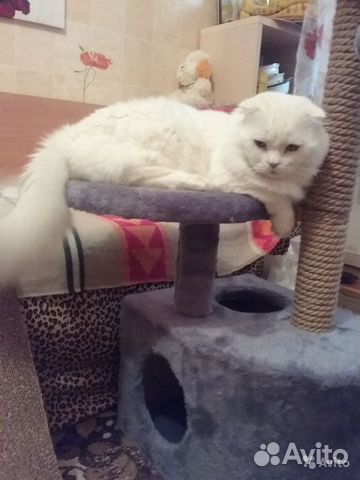 Котик вислоухий вязка