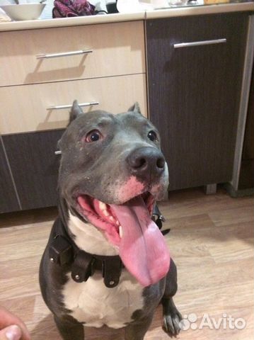 Стаффордширский терьер