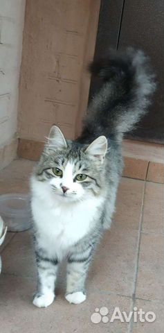 Мурка нереальной красоты