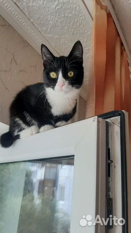 Котенок девочка