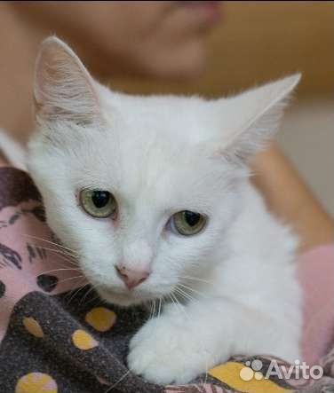 Беленькая, без единого пятнышка, Сага ищет дом