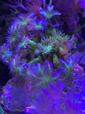 Продам кораллы