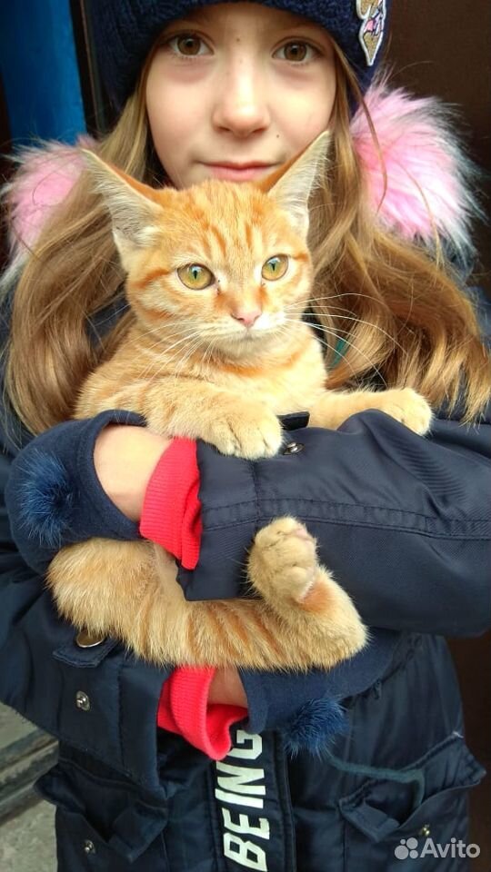 Котёнок мальчик 3месяца ищет дом