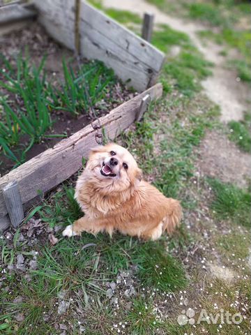 Потерялась собака