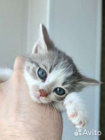 Энергичные котята в добрые руки