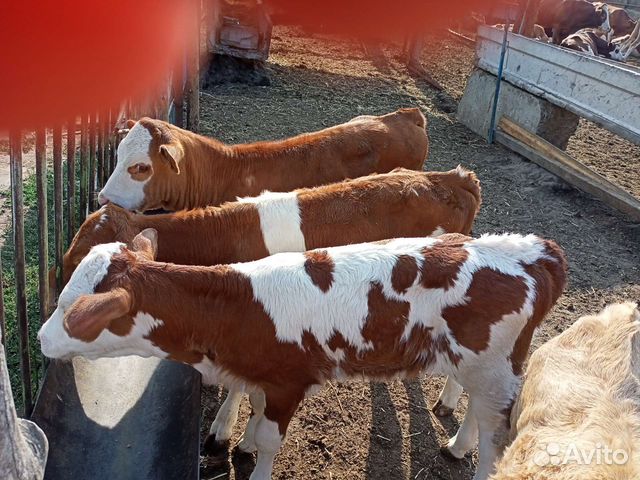 Продаются телята