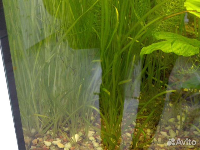 Валиснерия