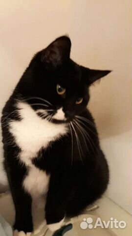 Кошечка в добрые руки