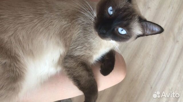 Ищем сиамского кота на вязку