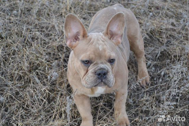 Французский бульдог