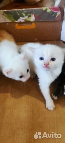 Котята в добрые руки бесплатно,от домашней кошки