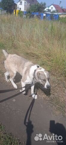 Продам среднеазиатская овчарка