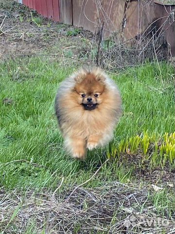 Вязка малый немецкий шпиц