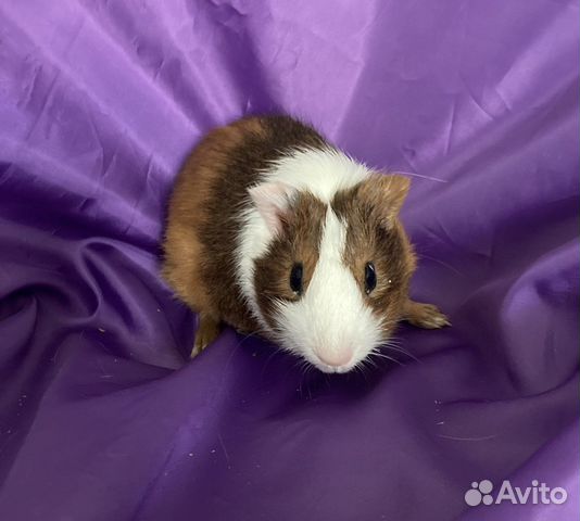 Морские свинки самцы