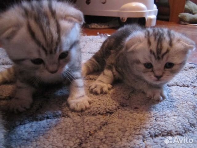 Котятки очень красивые