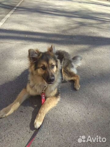 Пальма. Собака в добрые руки