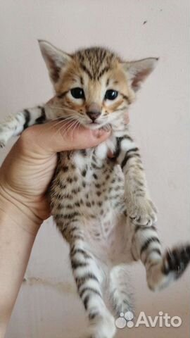 Саванна котенок