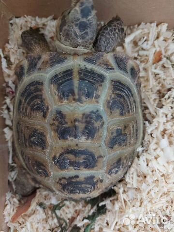 Черепаха сухопутная