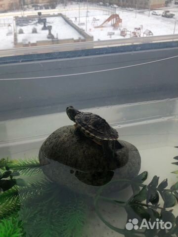 Красноухая черепаха (4см) + аквариум, лампа, корм