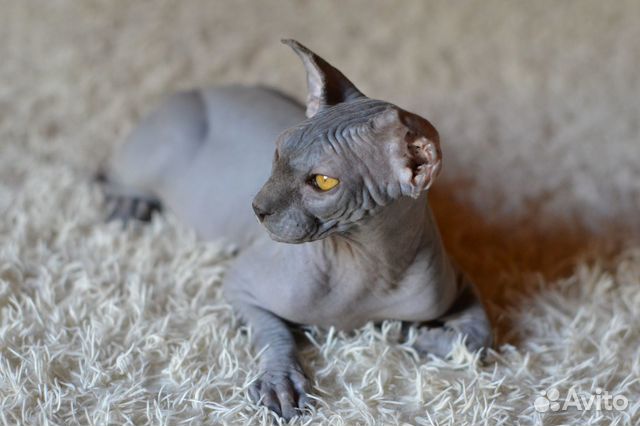 Сфинкс кот 6 мес