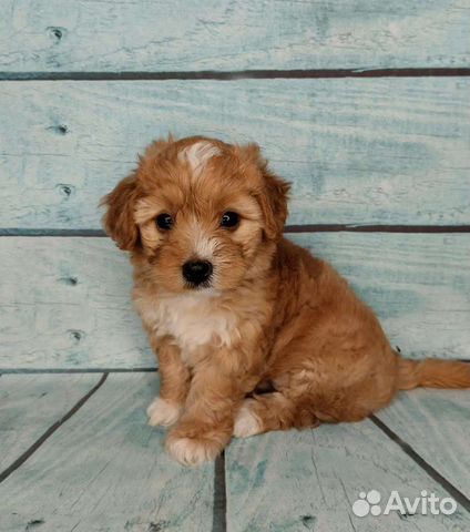 Дизайнерские Мальтипу