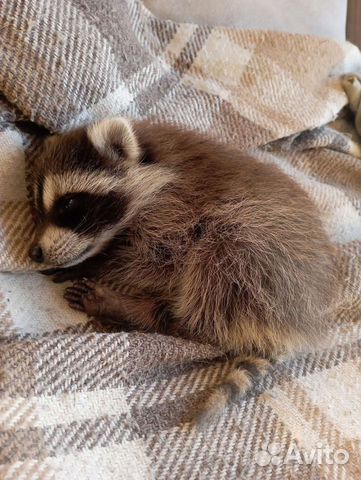 Енот полоскун