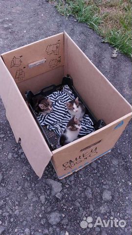 Котята в добрые руки