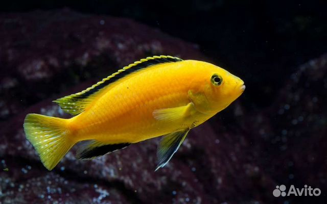 Рыбка Лабидохромис Еллоу (Labidochromis yellow)