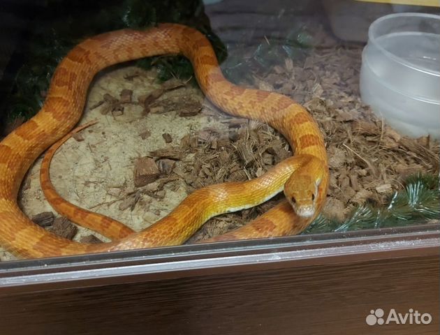 Змея маисовый полоз