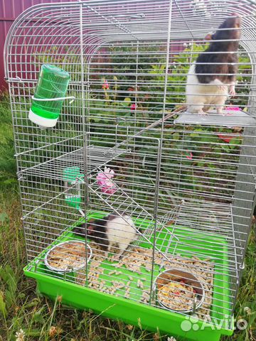 Тимоша ищет новый дом