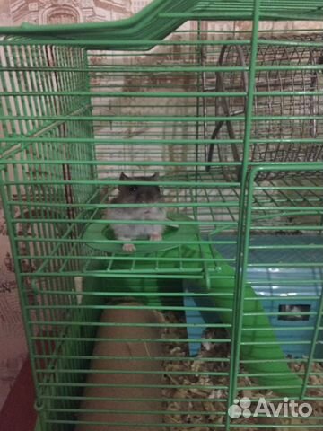 Джунгарский хомяк