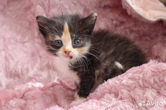 2 девочки котята